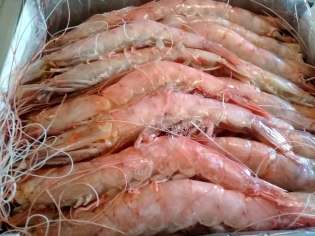 LM PRAWN in UVONGO
